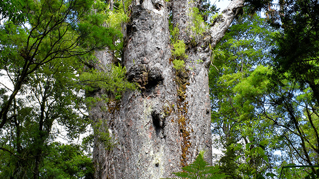 Kauri dieback | NCEA